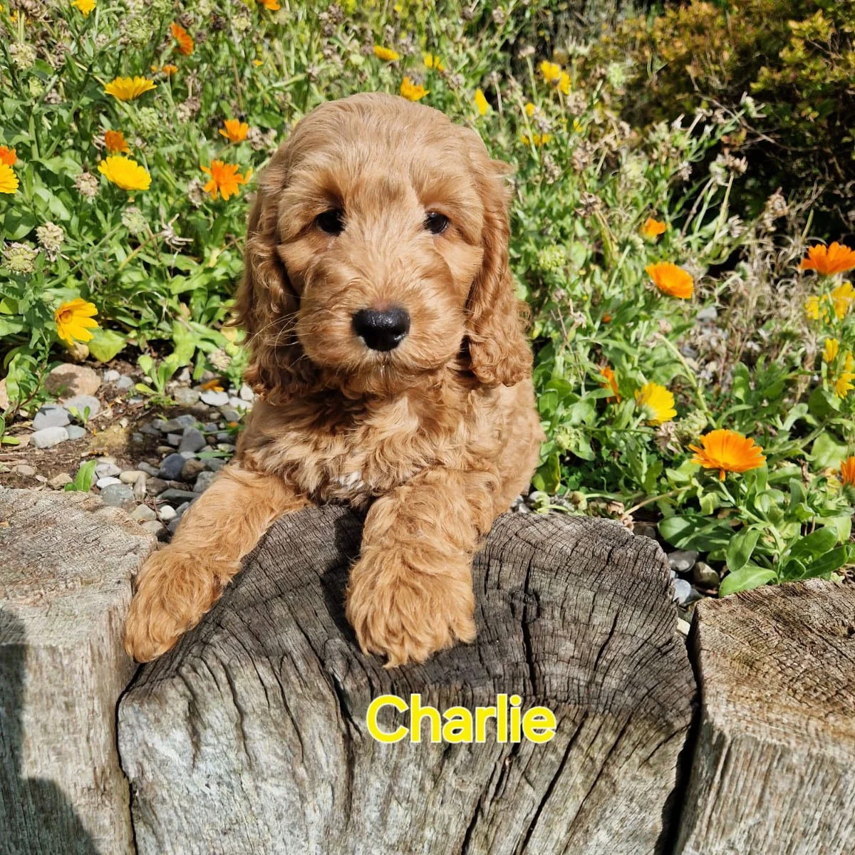 Cockapoo puppies for sale in Limerick | Cocker Spaniel Poodle Mix ...