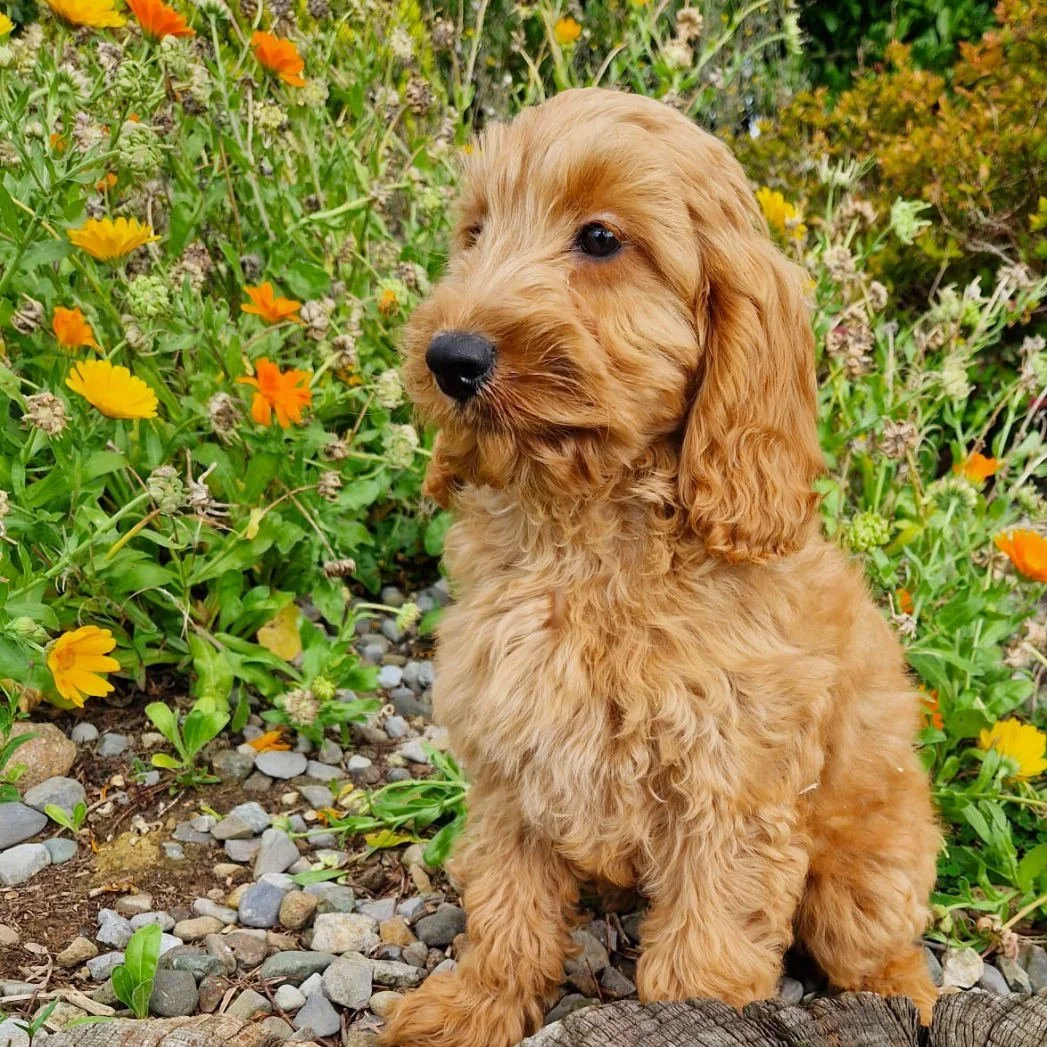Previous Puppies — Rossbane Kennels Cavachon Cavapoo Cockapoo and ...