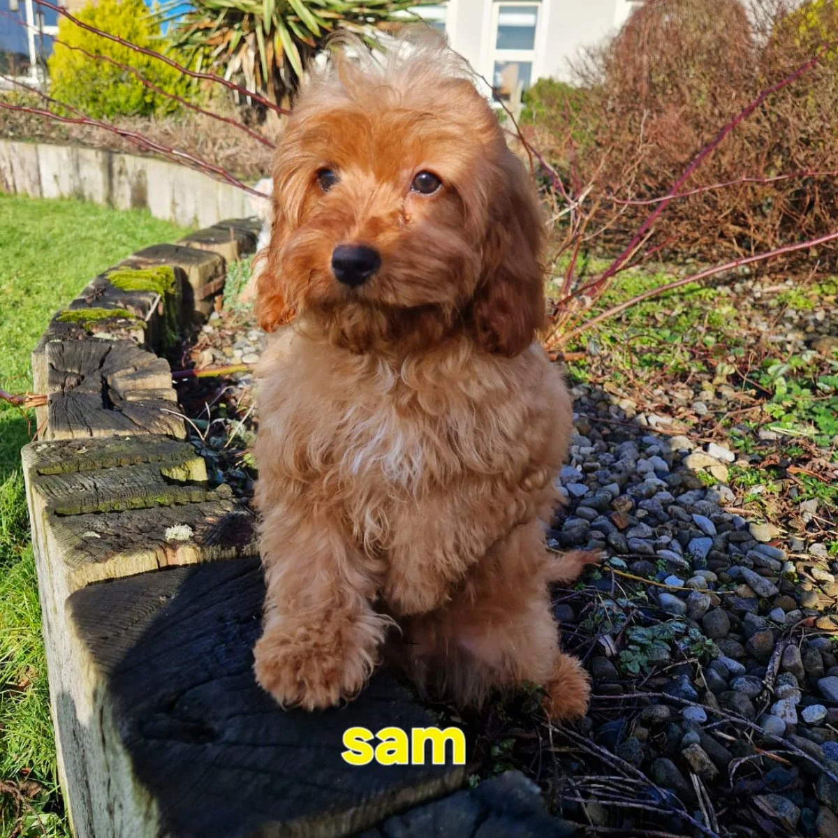 Cavapoo puppies for sale in Limerick | Cavalier Poodle Mix — Rossbane ...