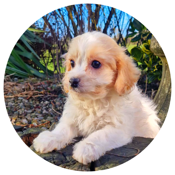 Available puppies for sale | Cavachon | Cavapoo | Cockapoo — Rossbane ...