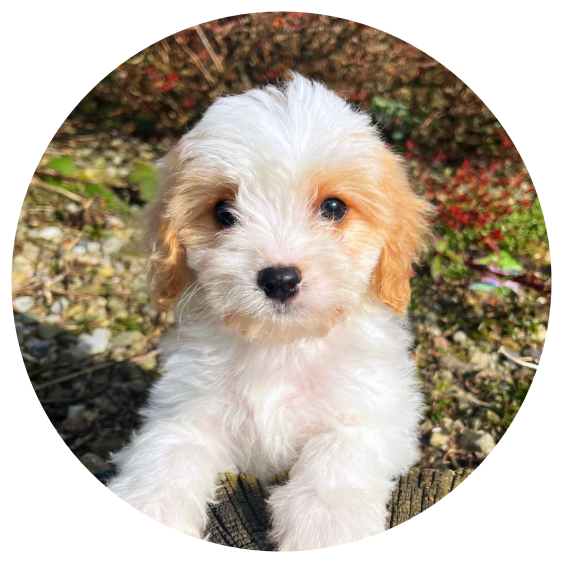 Available puppies for sale | Cavachon | Cavapoo | Cockapoo — Rossbane ...