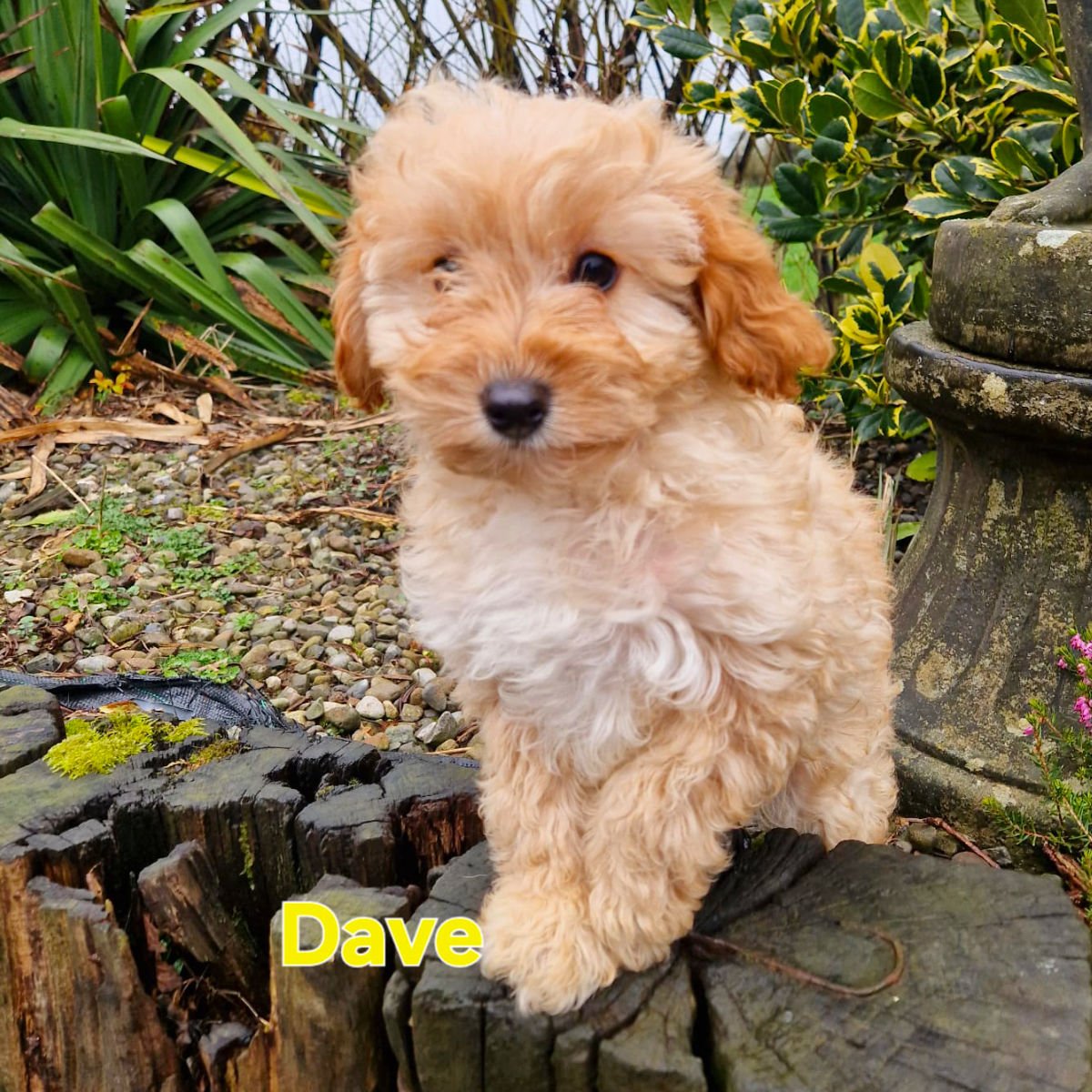 Cavapoo puppies for sale in Limerick | Cavalier Poodle Mix — Rossbane ...