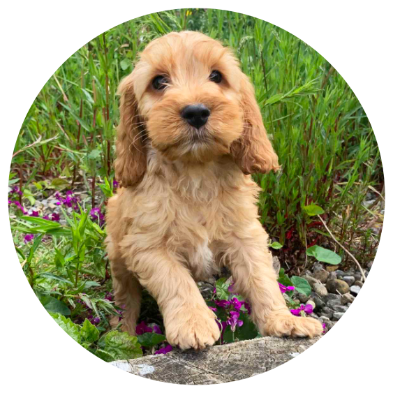 Rossbane Kennels Cavachon Cavapoo and Cockapoo Puppies - Cavachon ...