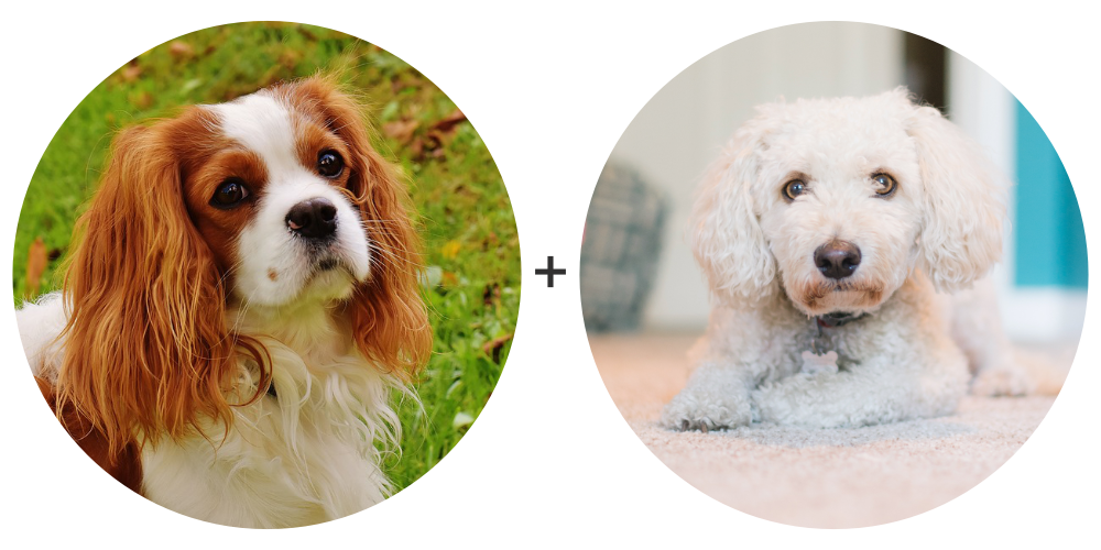 About Cavapoo | Cavalier Poodle Mix — Rossbane Kennels Cavachon Cavapoo ...