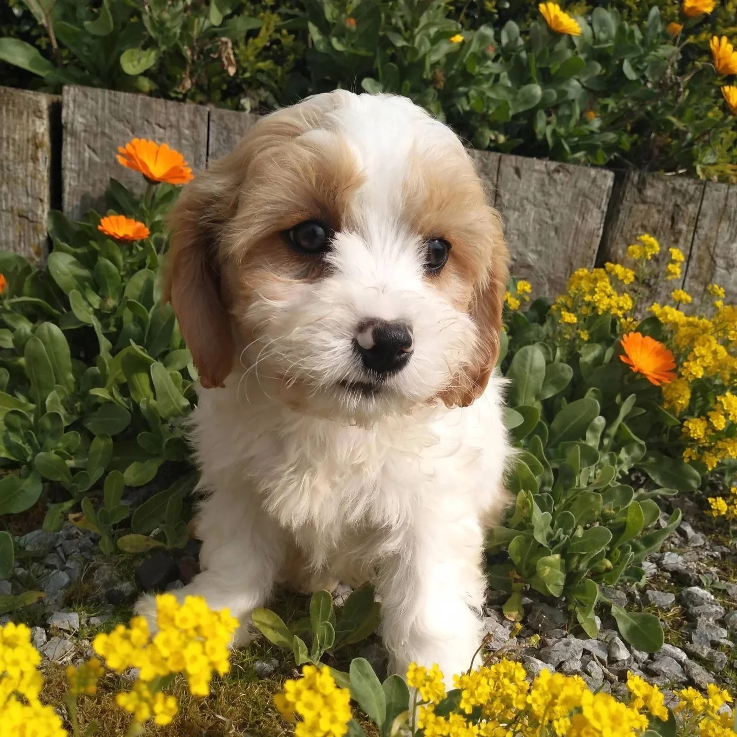 Rossbane Kennels Cavachon Cavapoo Cockapoo and Goldendoodle Puppies ...