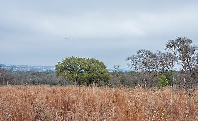 Savanna Offers Surprises to Bird Survey Group — Phil Hardberger Park ...