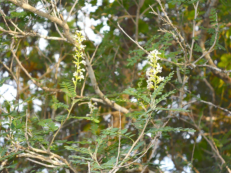 Why are all the Kidneywood on PHP West's Oak Loop Trail dead? — Phil ...