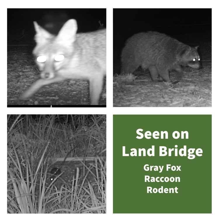 More Wildlife seen on the Land Bridge! — Phil Hardberger Park Conservancy