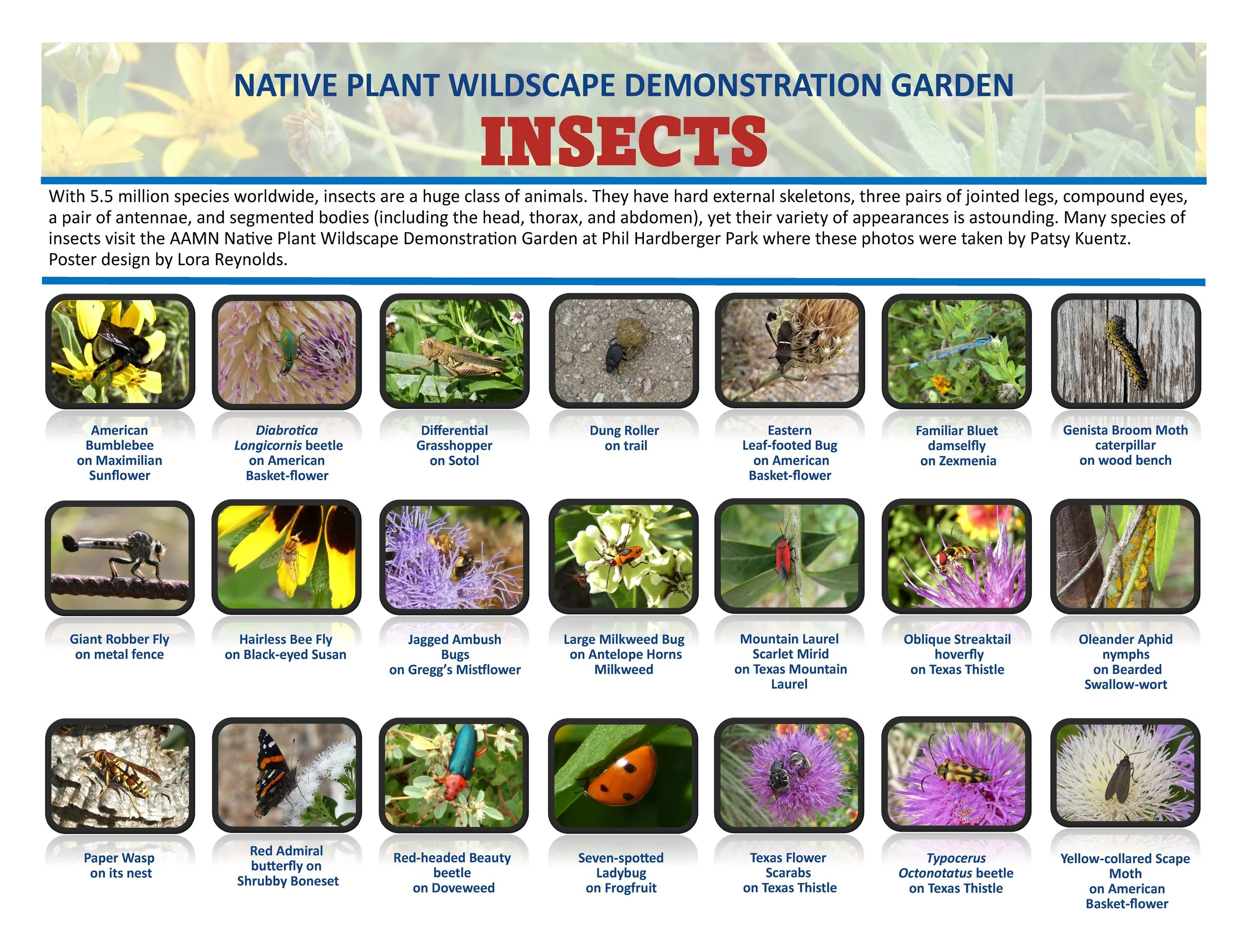 Reference Guides — Phil Hardberger Park Conservancy