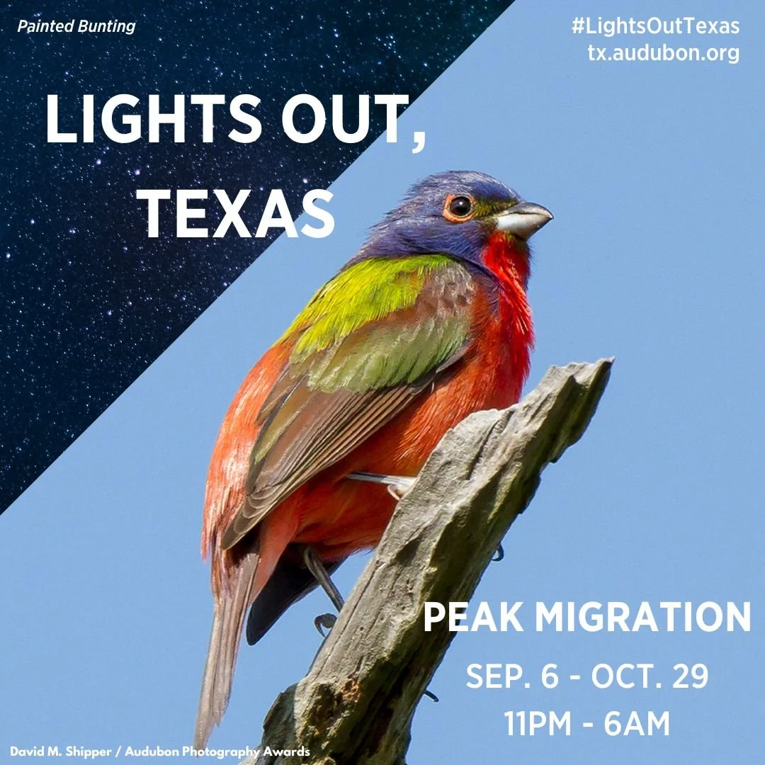 Fall Bird Migration has Begun! — Phil Hardberger Park Conservancy