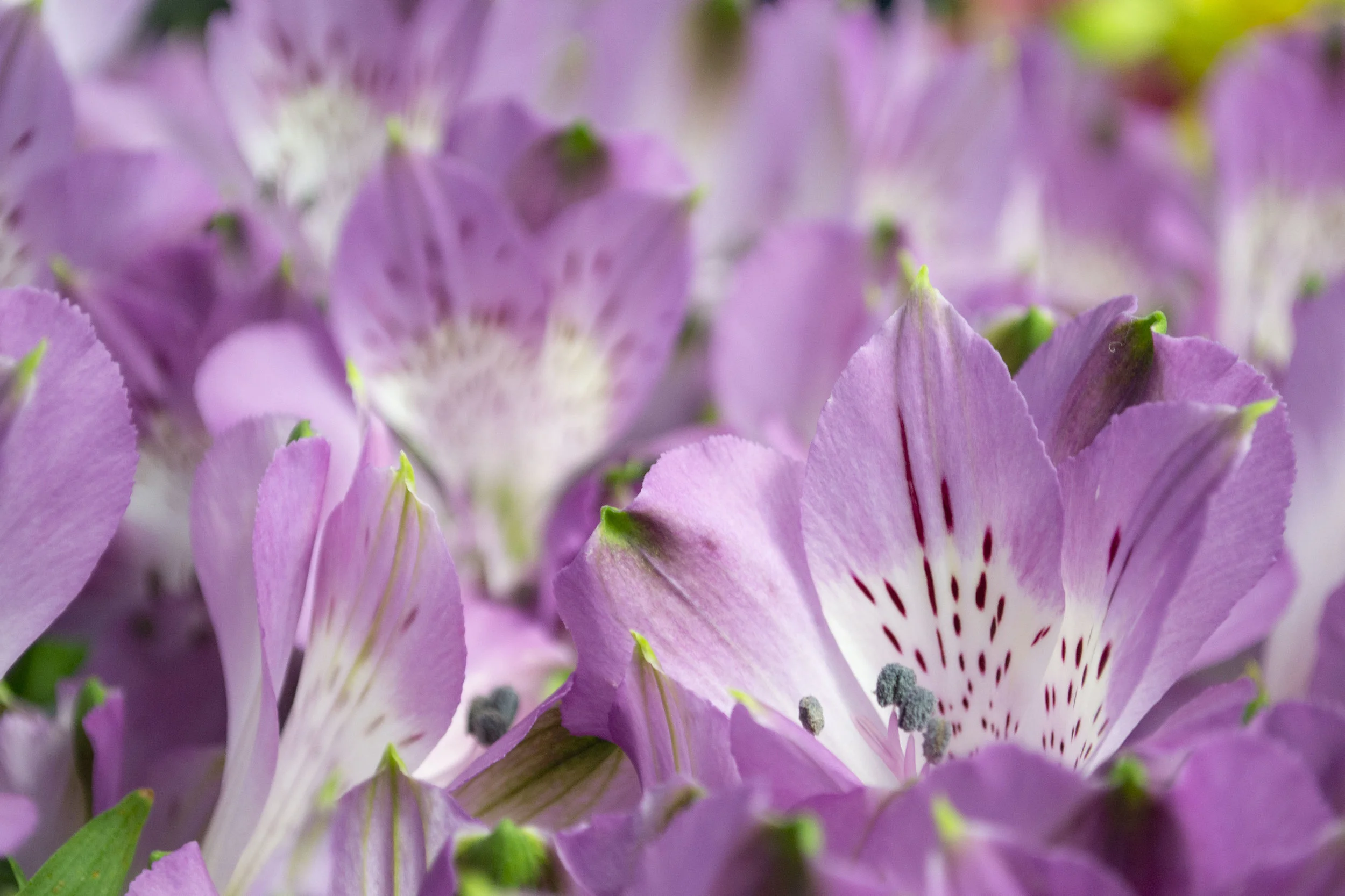 Perfection® Flowers