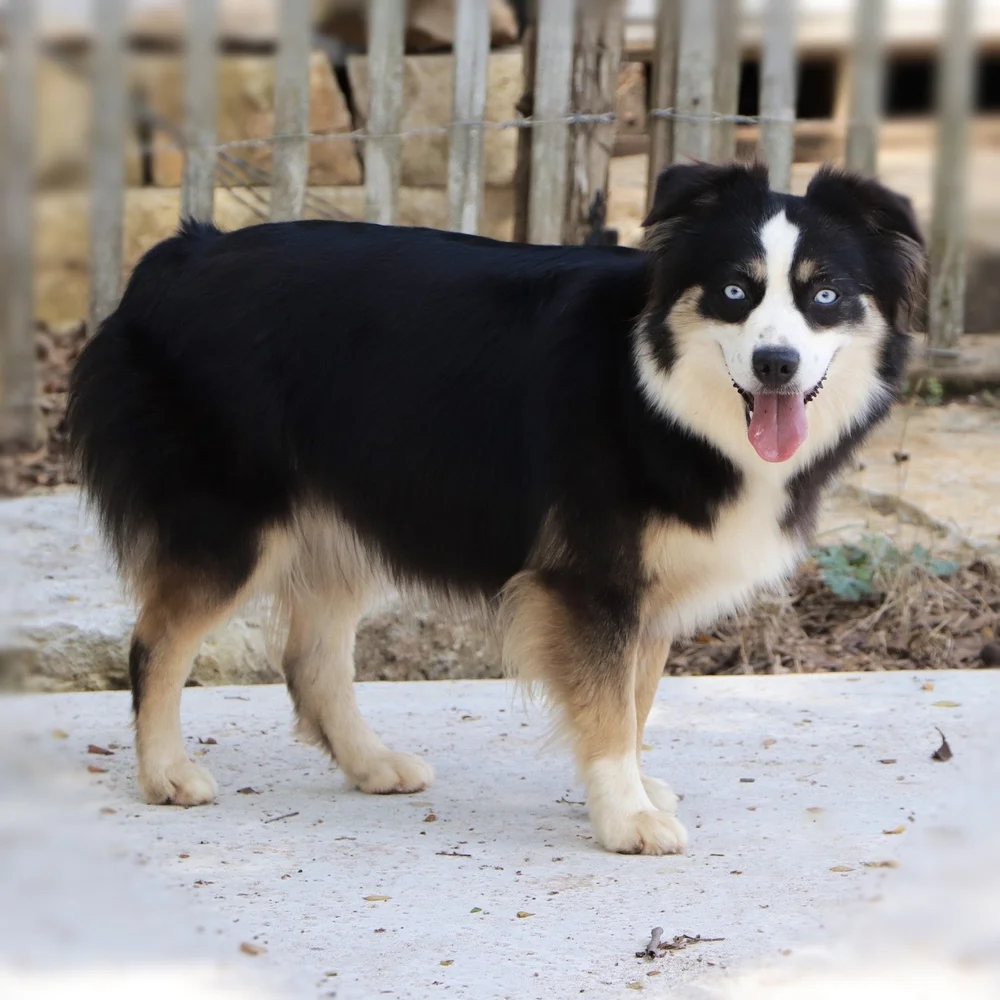 Available Dogs — Raising Star Ranch