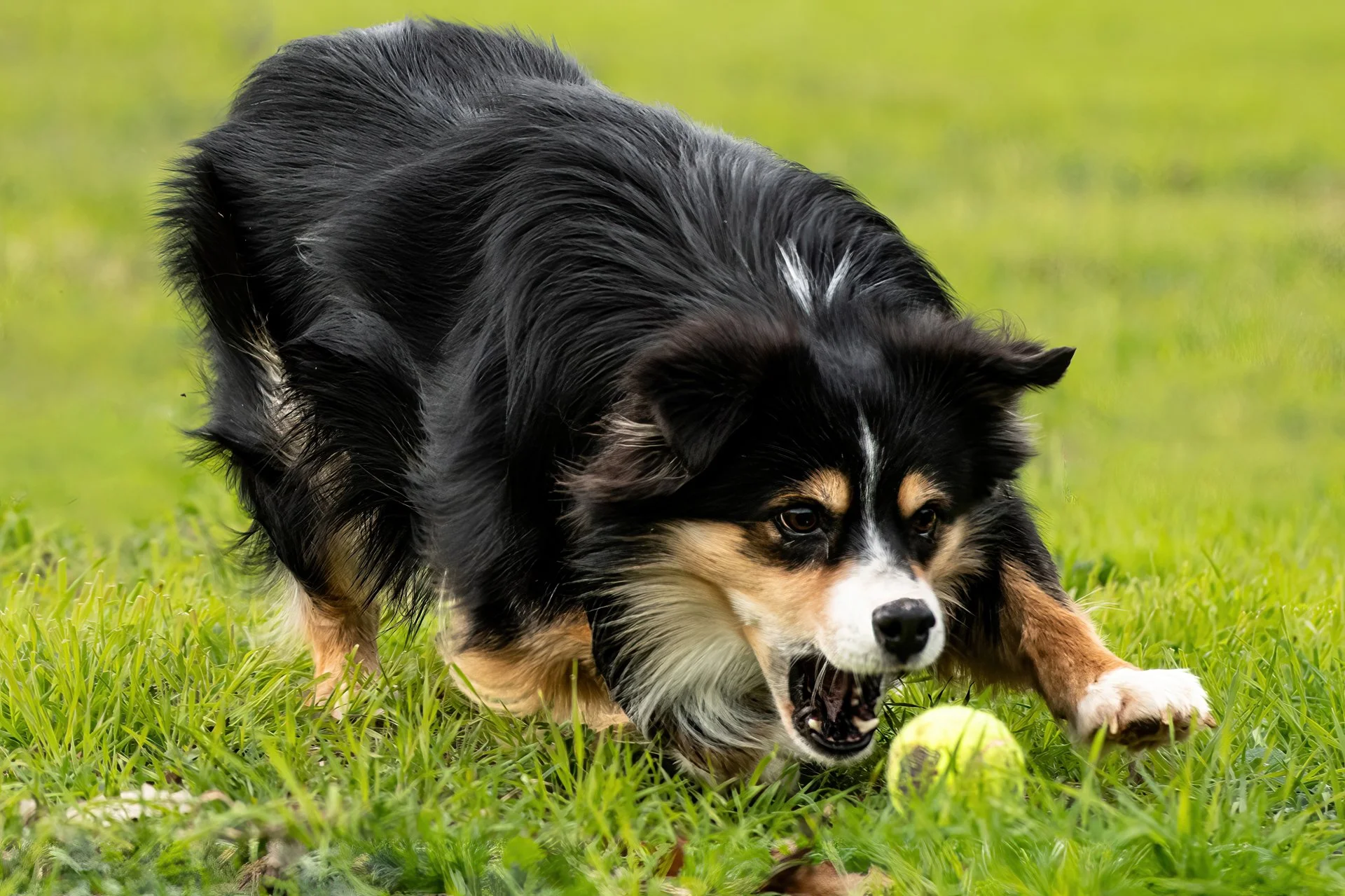 Our Boys — Raising Star Ranch