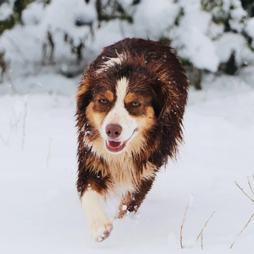 Available Dogs — Raising Star Ranch