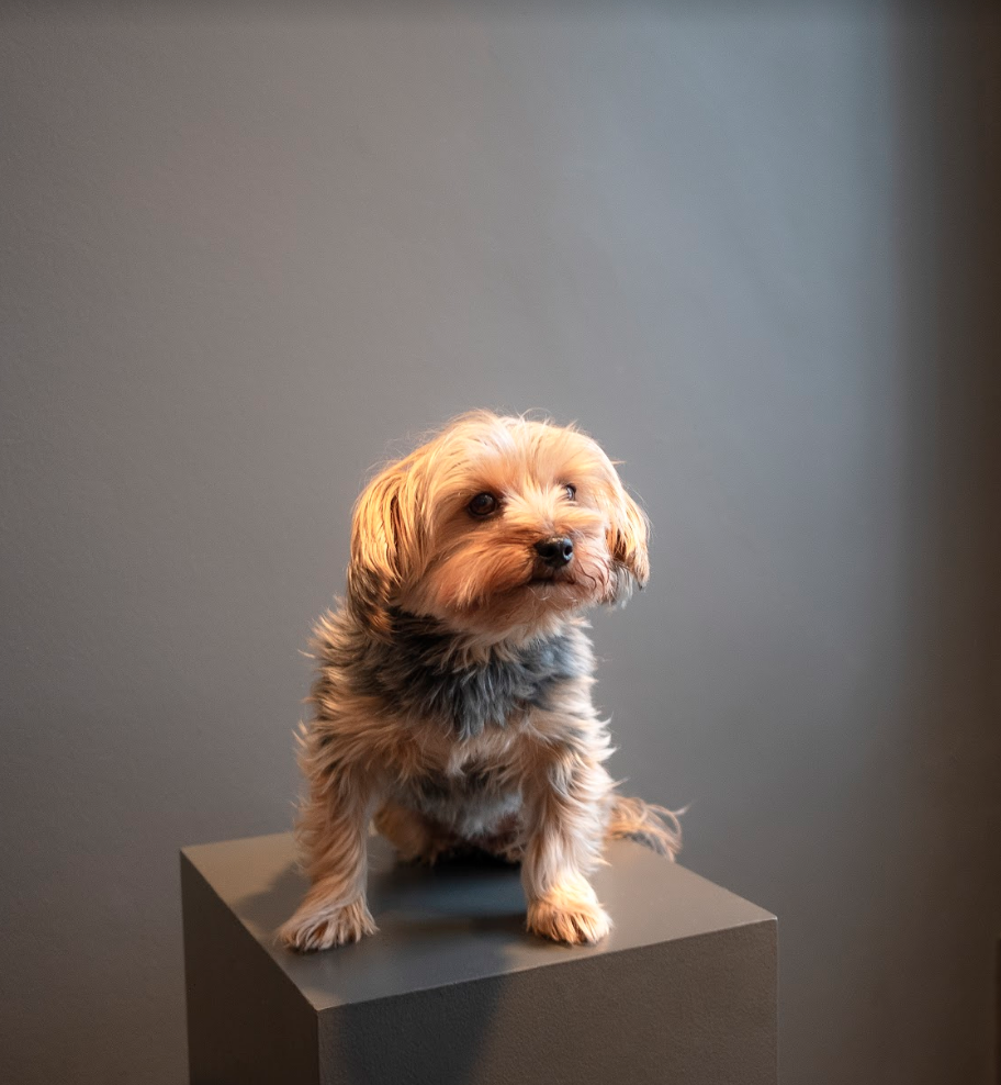 Meet The Team — Simon Gillespie Studio