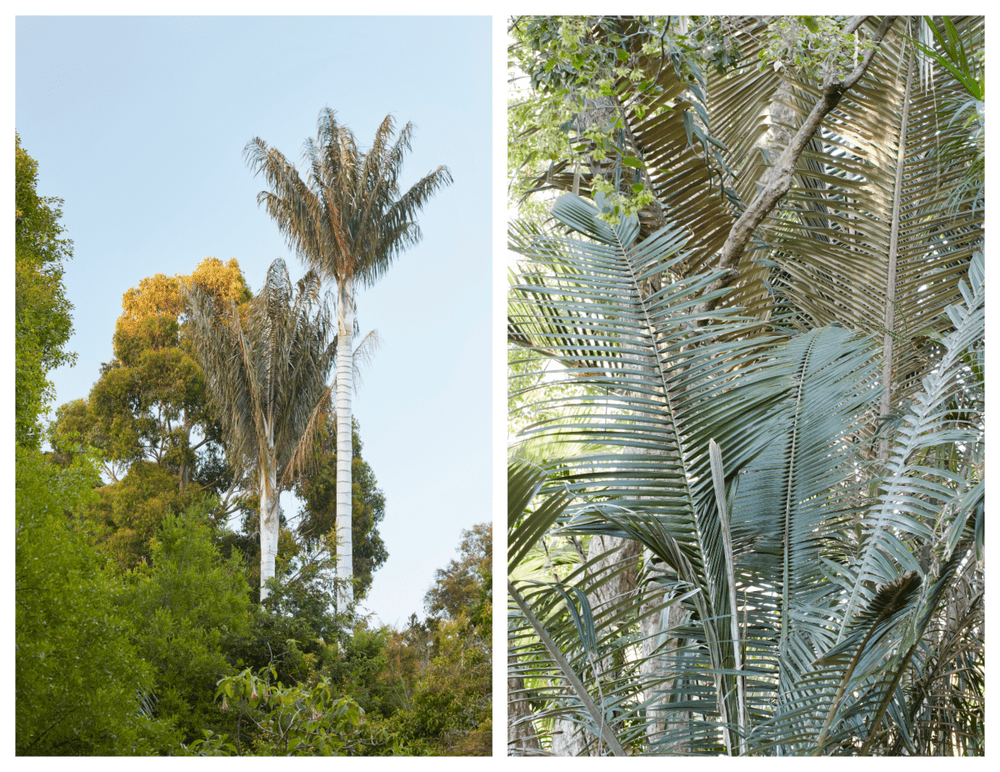 The Andean Wax Palm, an Exquisite Rarity — Grubb & Nadler