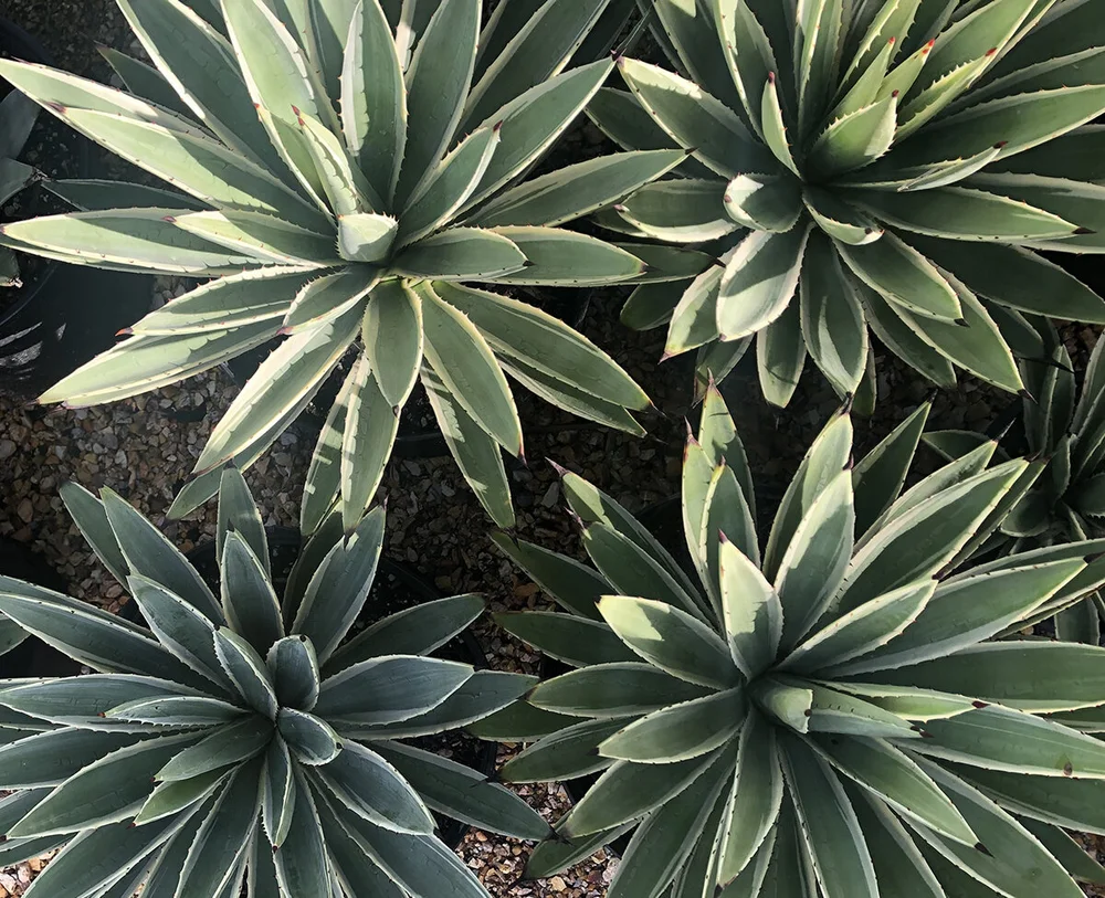 Low-Maintenance Variegated Plants for Fuss-Free Color and Drama — Grubb ...