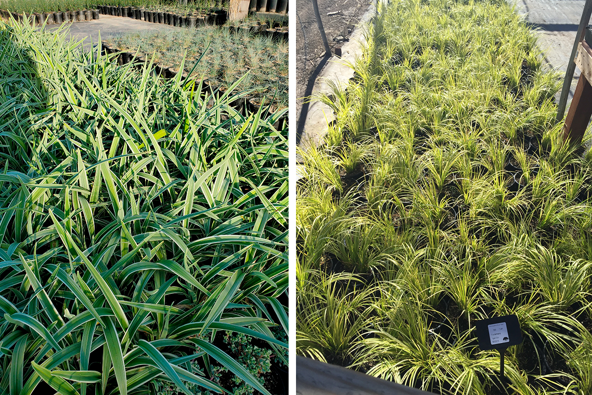 Grasses and Grass-Like Plants for Landscape Design — Grubb & Nadler