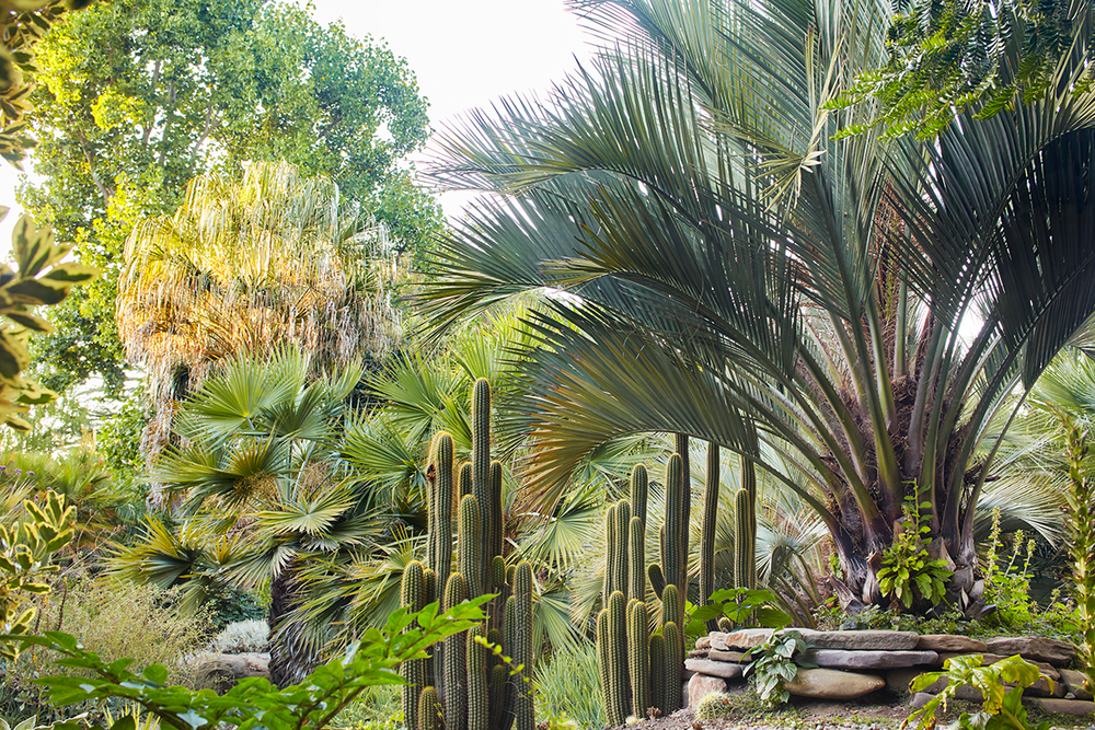 Get to Know Our Dazzling Palm Collection — Grubb & Nadler