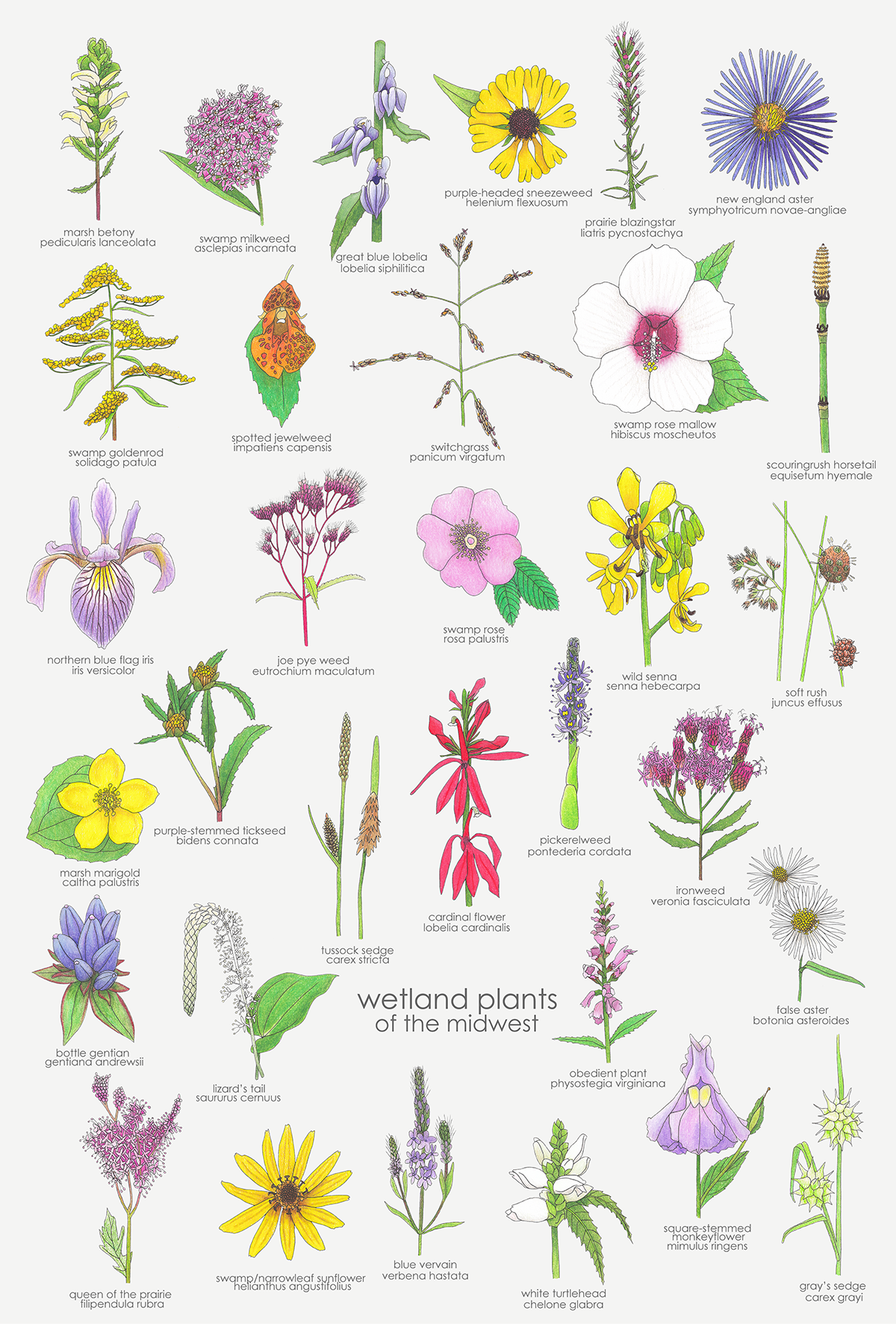 wetland plants of the midwest — melbry//arts