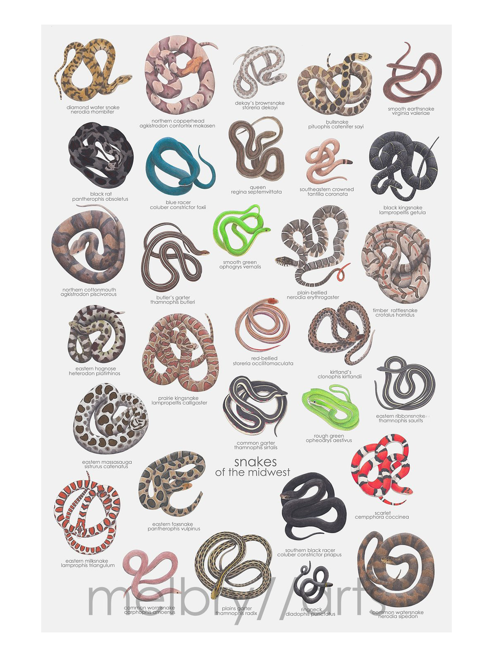 venomous snakes - assortment — melbry//arts
