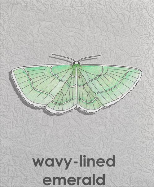 wavy-lined emerald — melbry//arts
