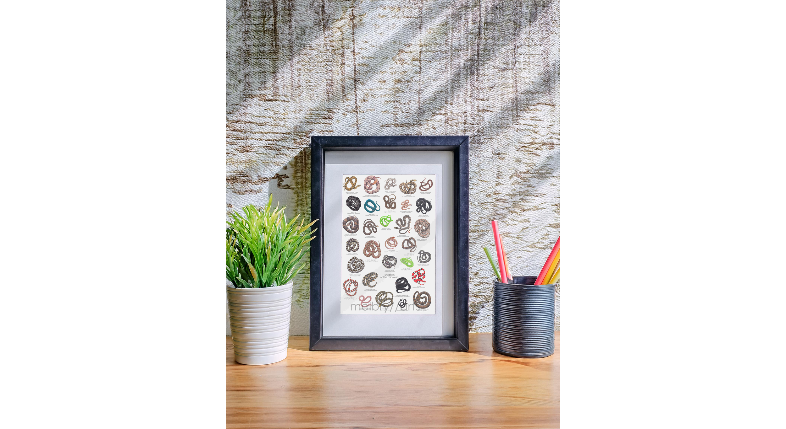 common birds of the midwest — melbry//arts