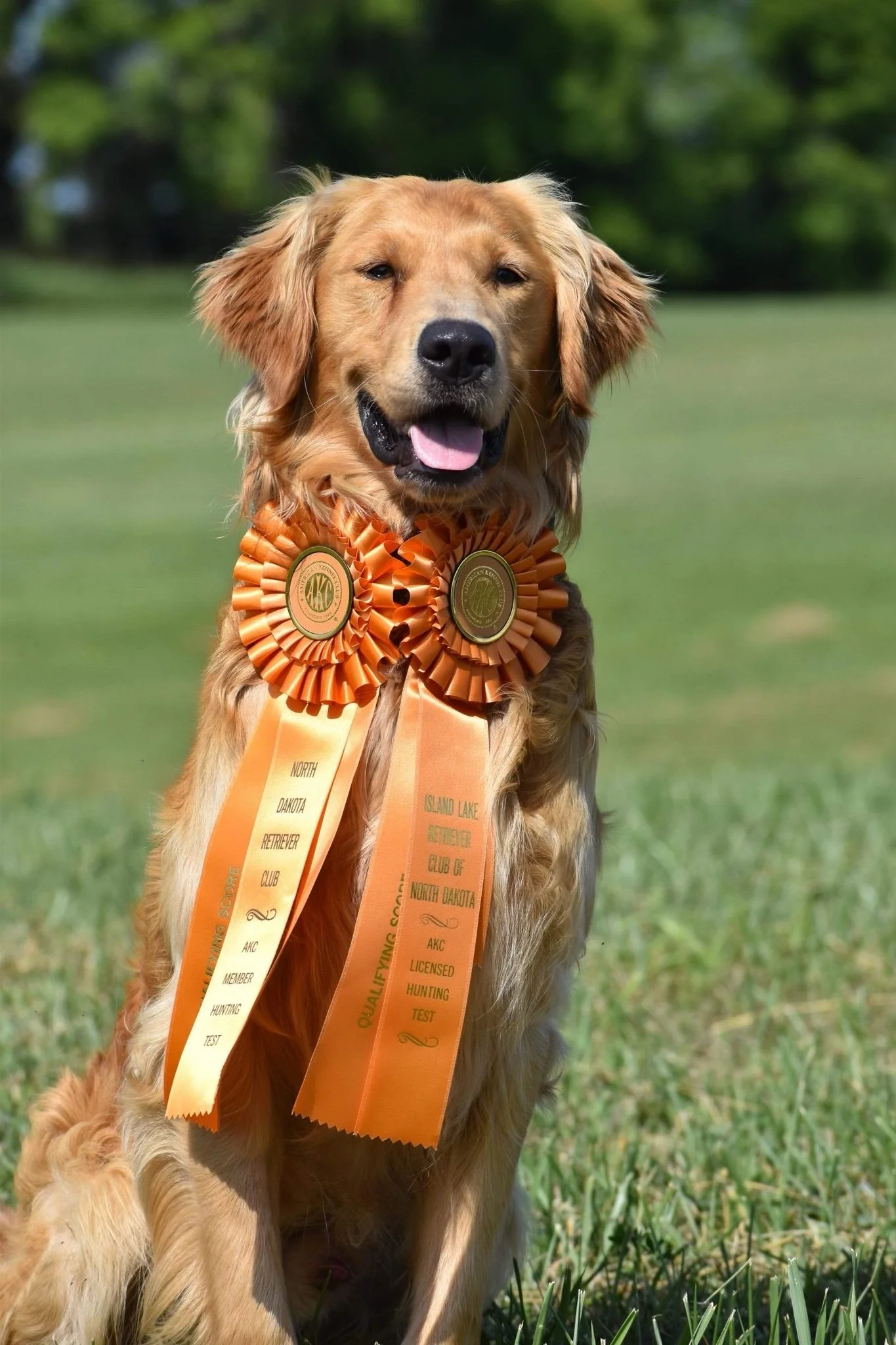 Our Males — Soaring Goldens
