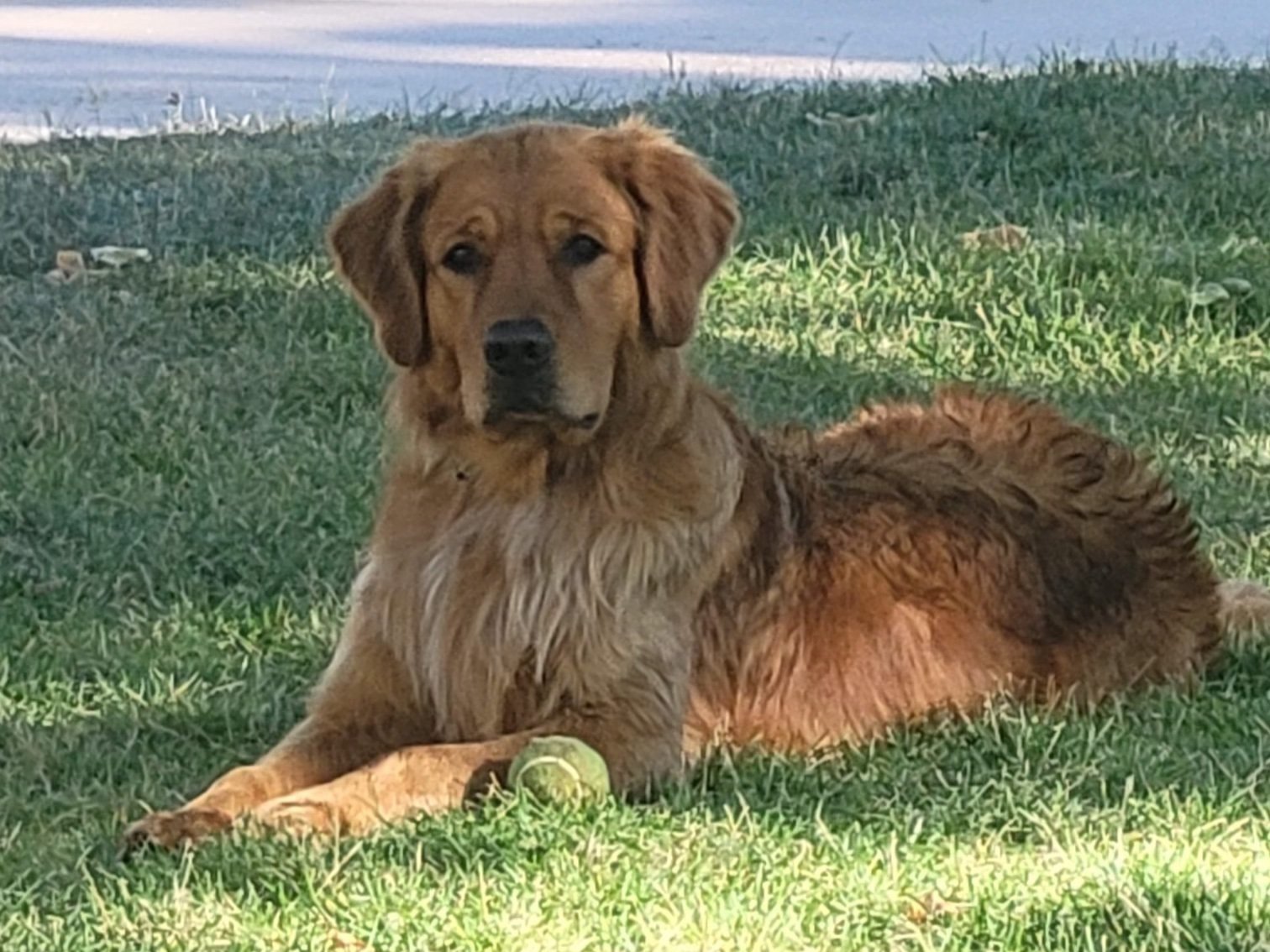 Upcoming Litters — Soaring Goldens