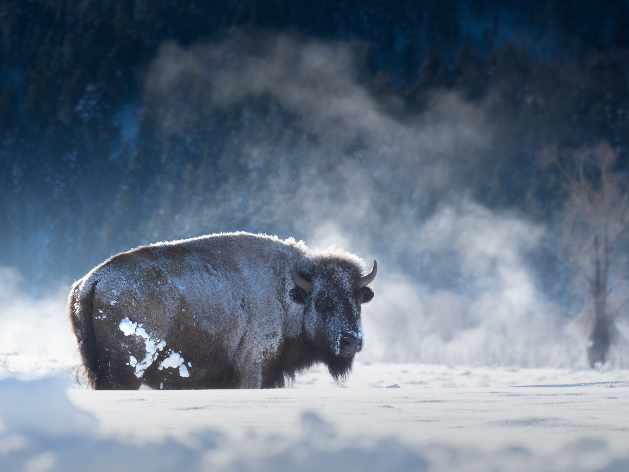 Shop Wildlife & Landscape Photography — Tiffany Taxis