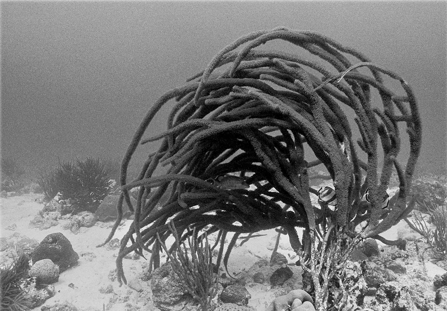 Portland Debuts II — COVE STREET ARTS