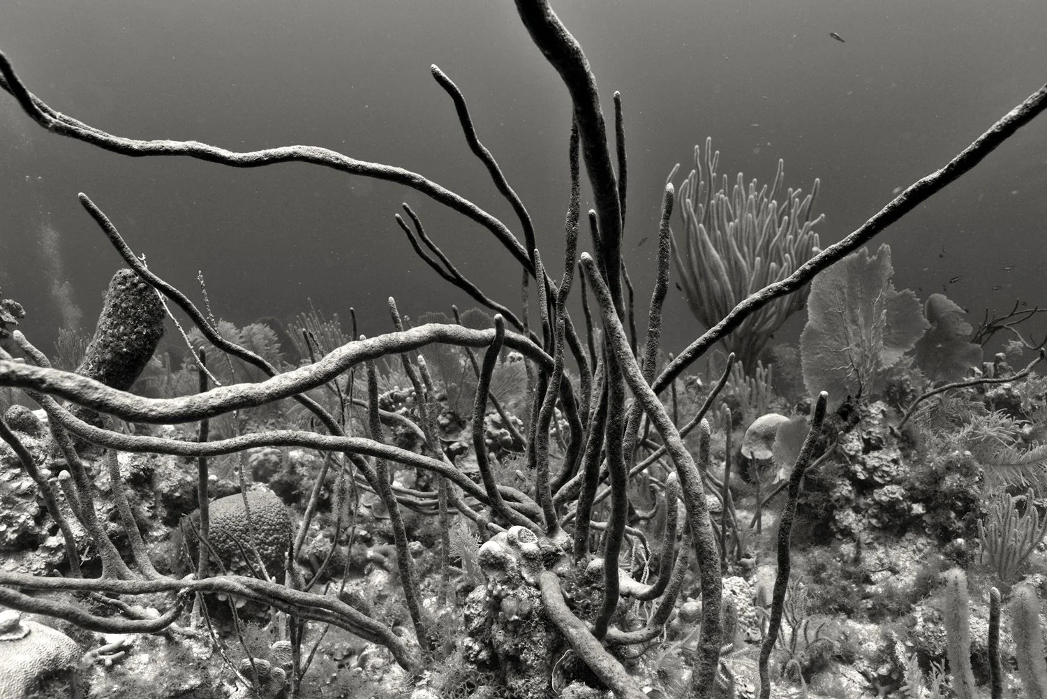 Portland Debuts II — COVE STREET ARTS