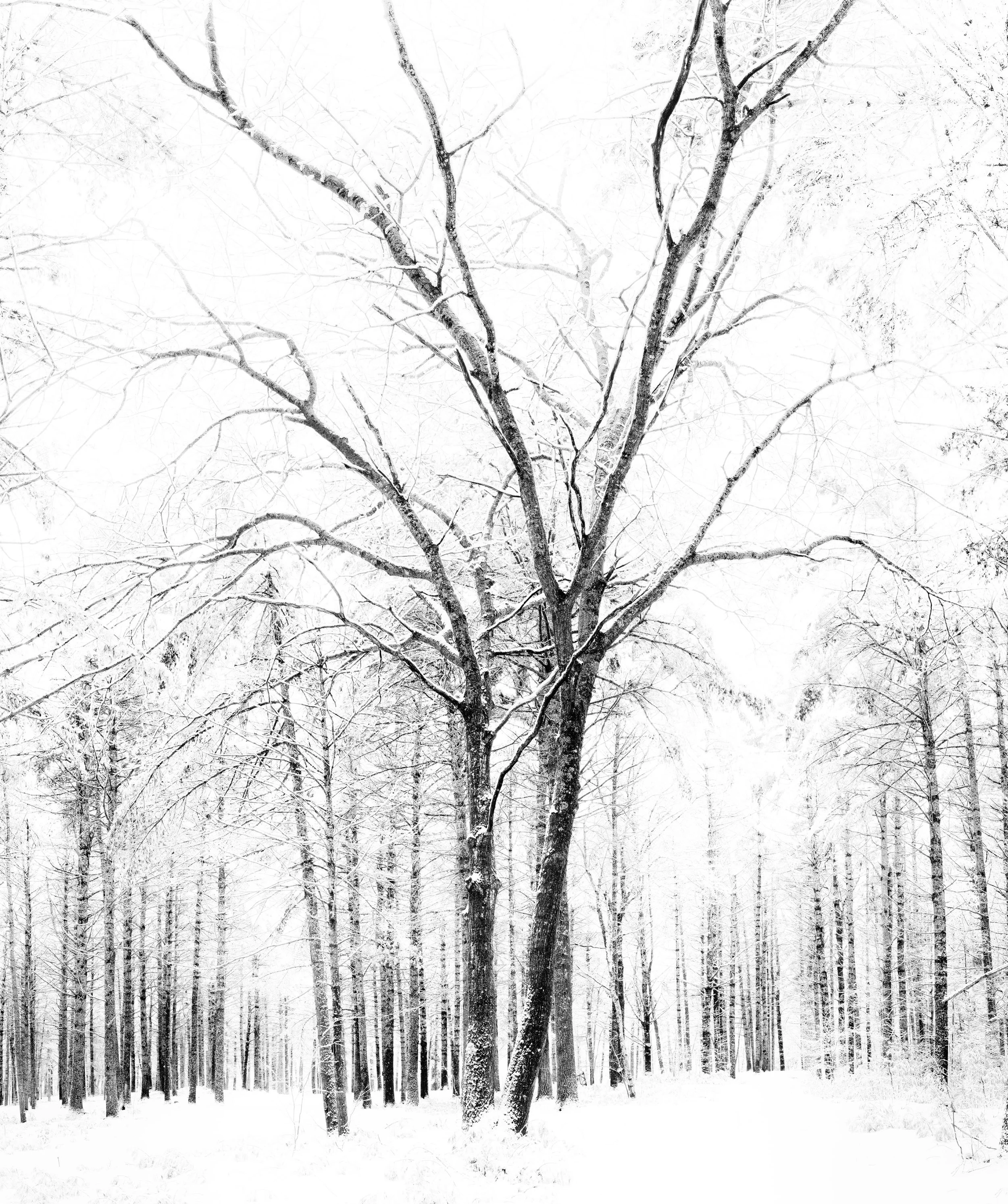 Variations — COVE STREET ARTS