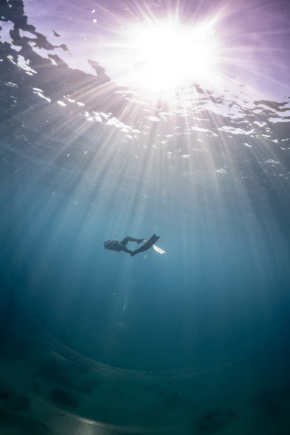 Ocean Safaris – Explore Marine Life in Baja California Sur Freediving ...