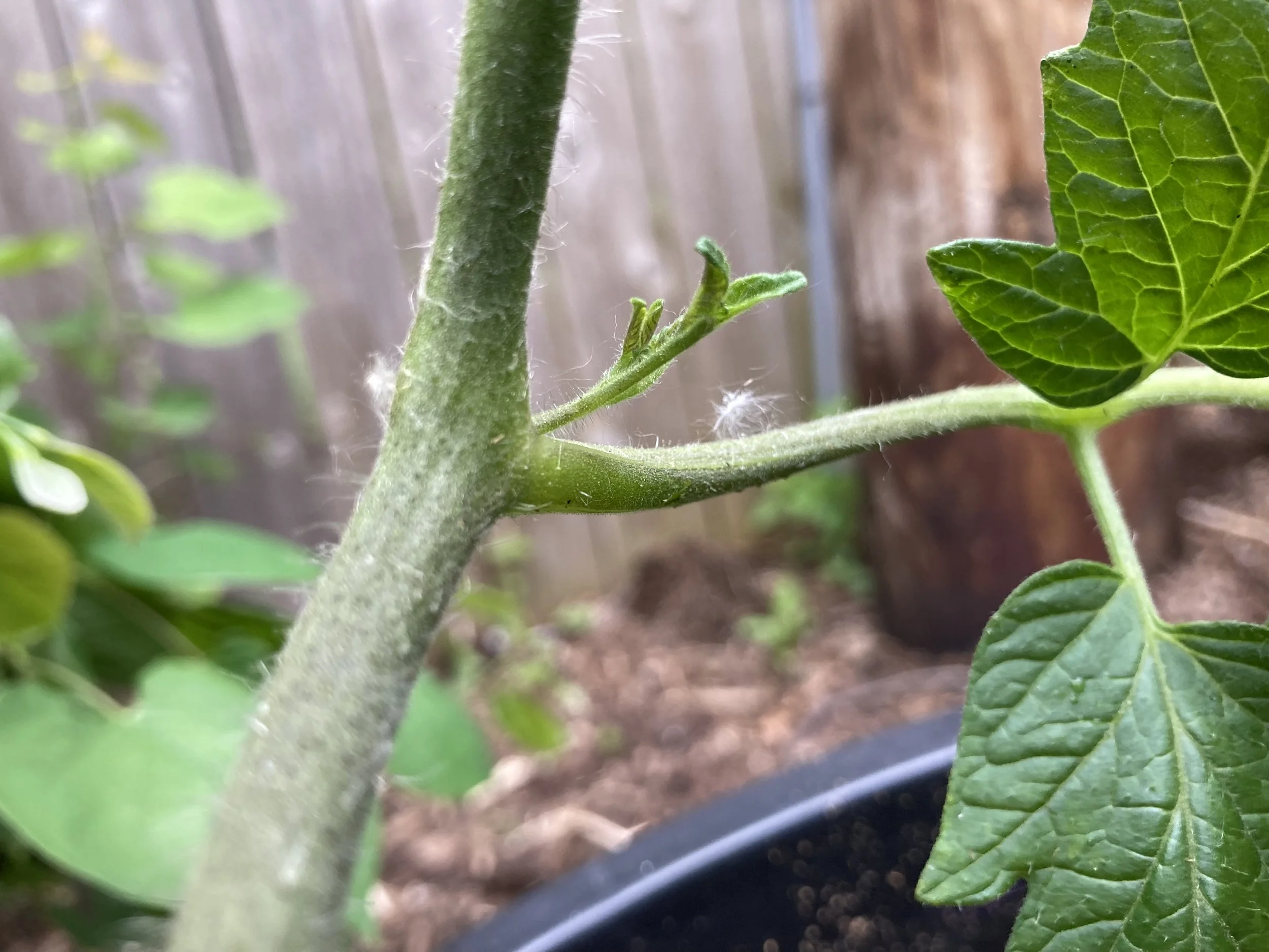 Tips & Techniques — Chicago Tomato Man