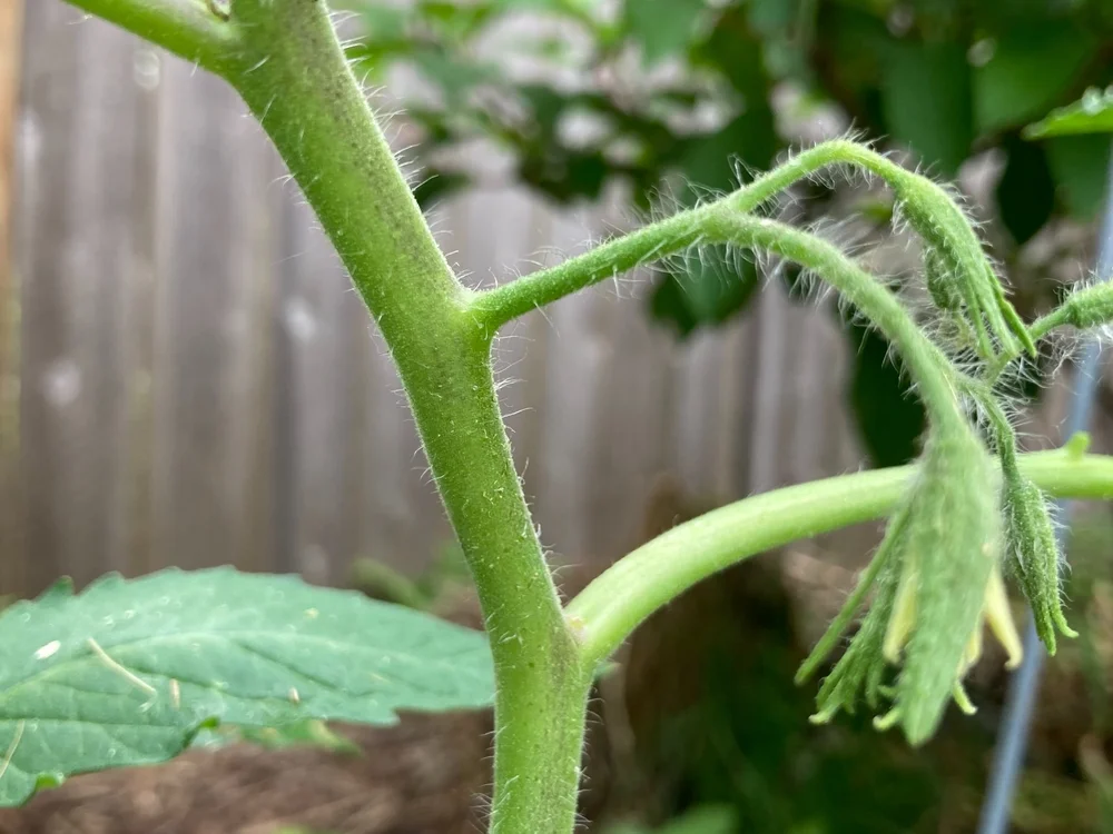 Tips & Techniques — Chicago Tomato Man