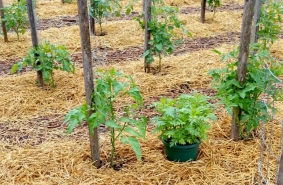 Tips & Techniques — Chicago Tomato Man
