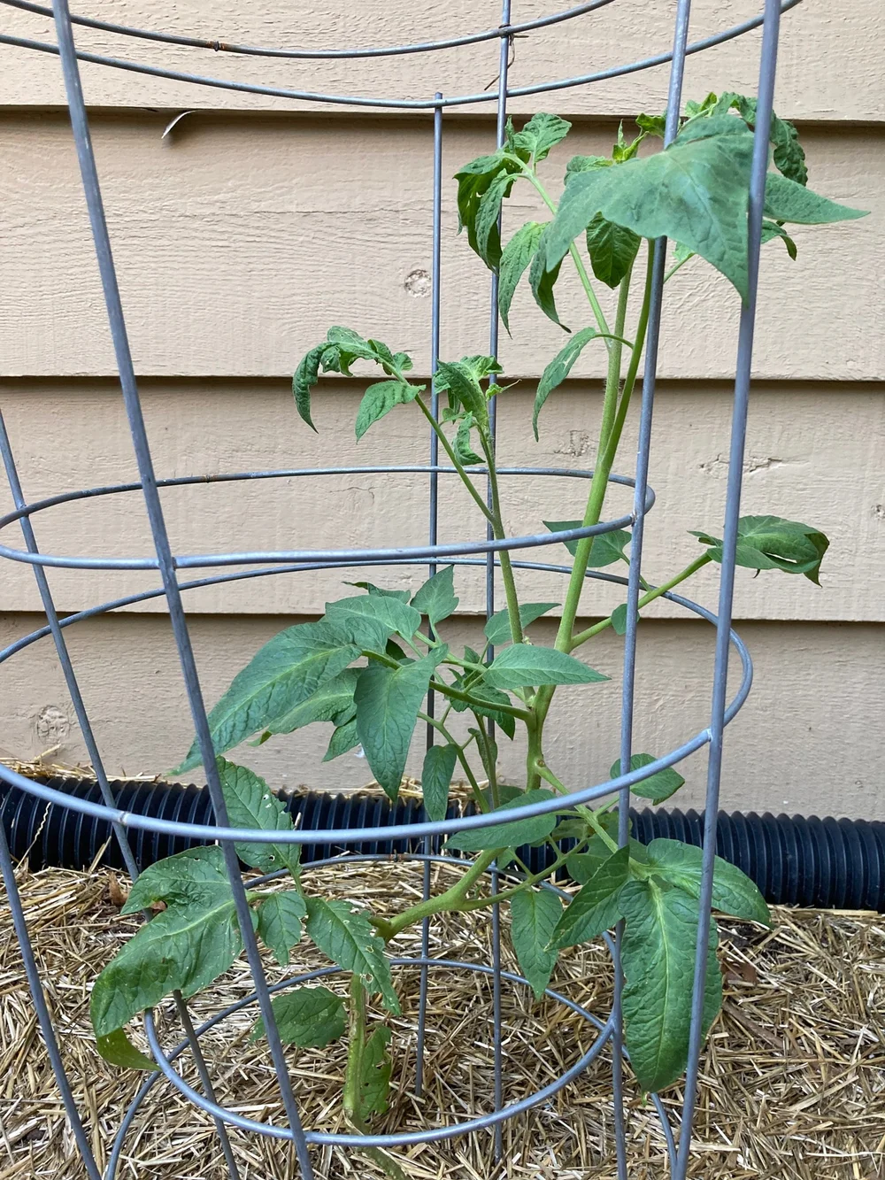 Tips & Techniques — Chicago Tomato Man