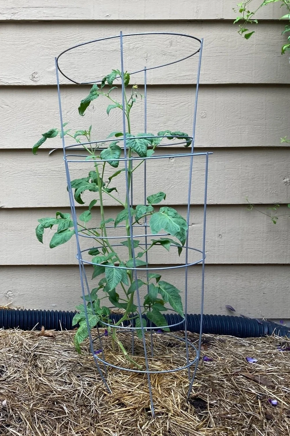 Tips & Techniques — Chicago Tomato Man