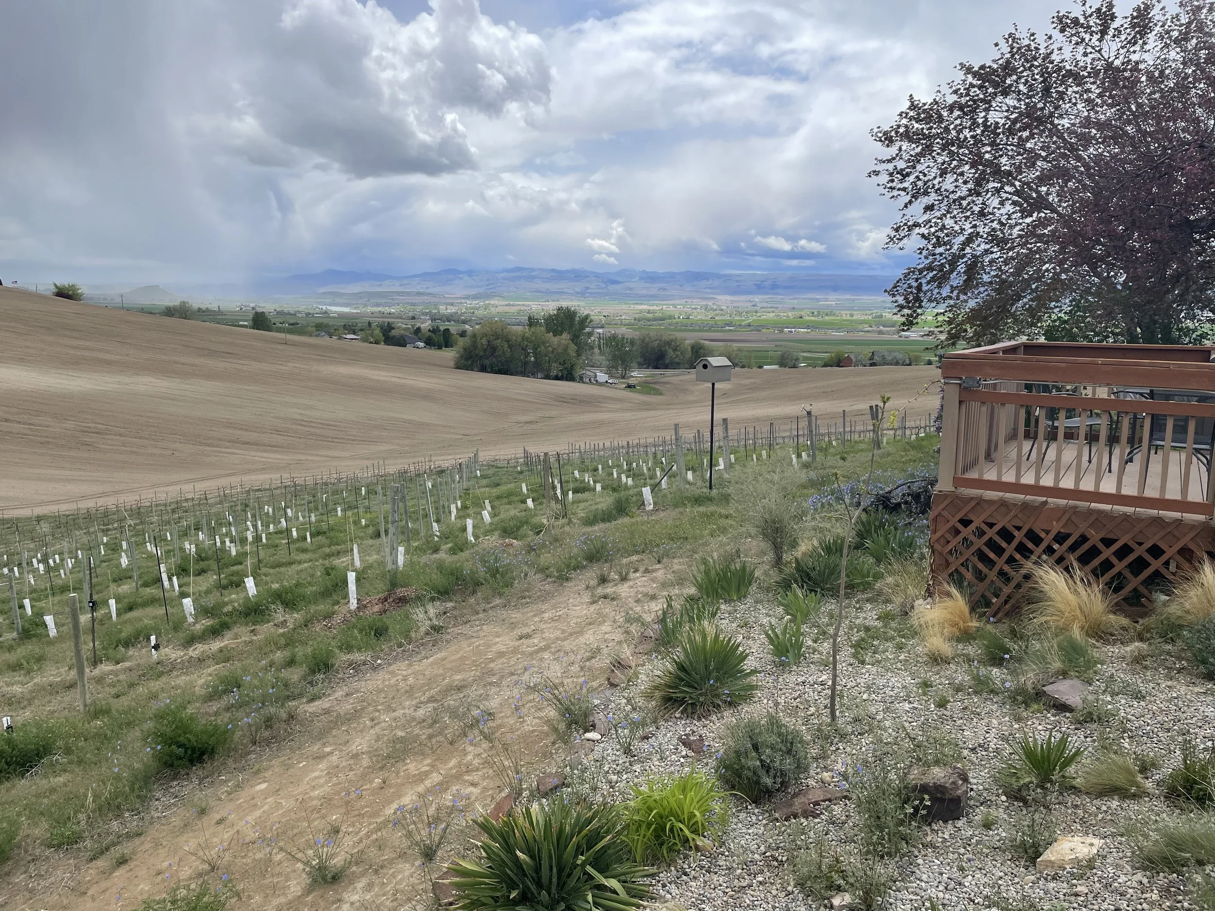 Bitner Vineyards