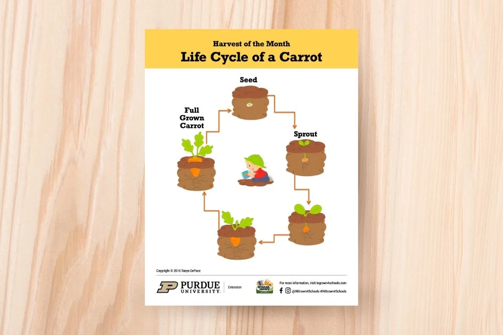 Carrot Life Cycle Poster ・ Indiana Grown for Schools