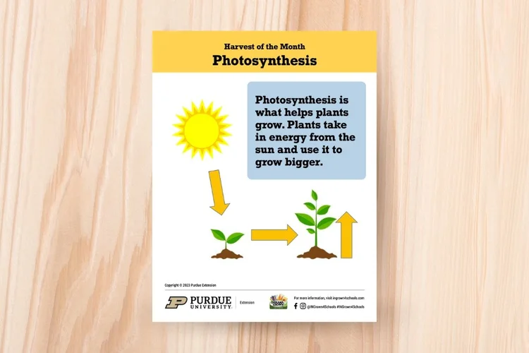 Photosynthesis Poster ・ Indiana Grown for Schools
