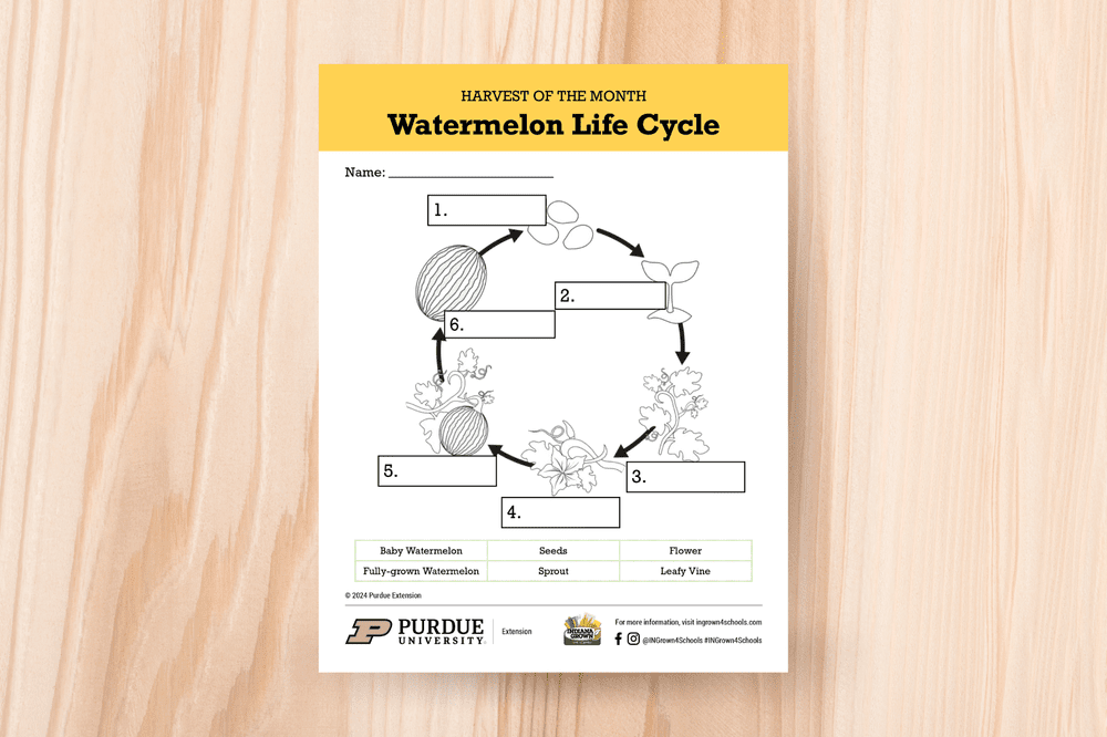 Watermelon Life Cycle Chart ・ Indiana Grown for Schools