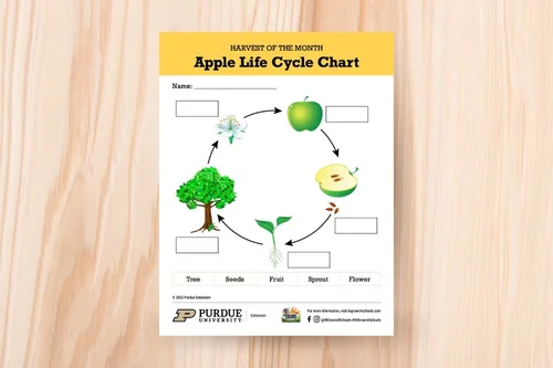 Apple Life Cycle Chart ・ Indiana Grown for Schools