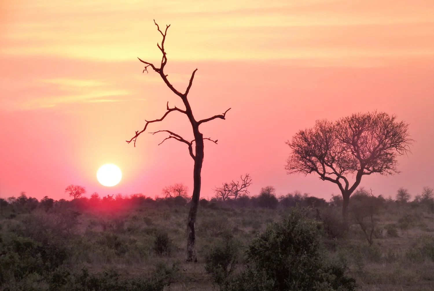 African Safari Yoga Retreat — Frieda Yoga & Hiking - Yin & Vinyasa Yoga ...