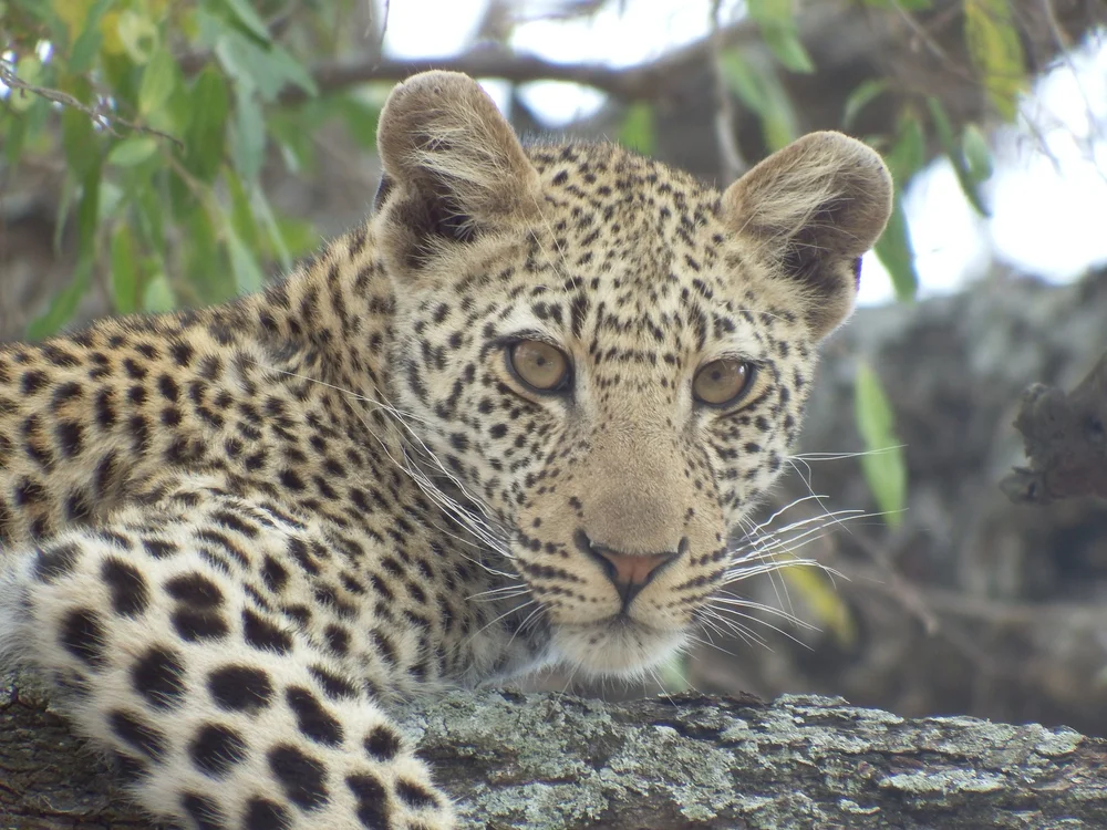 African Safari Yoga Retreat — Frieda Yoga & Hiking - Yin & Vinyasa Yoga ...