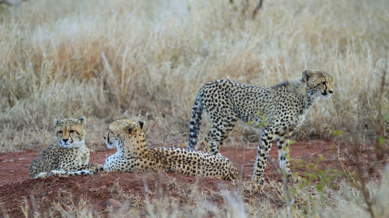 African Safari Yoga Retreat — Frieda Yoga & Hiking - Yin & Vinyasa Yoga ...