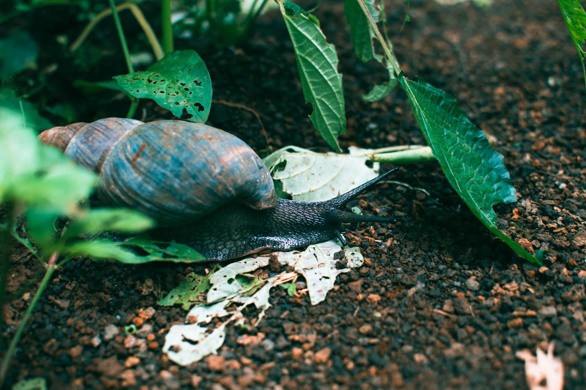 Conservação Terrestre: Búzio de Obô — ONG Fundação Príncipe