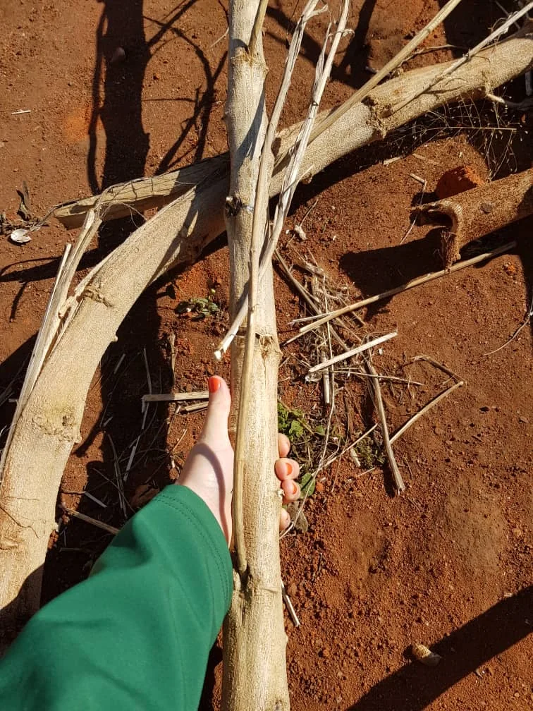 About Malawi's ICA — INDUSTRIAL CROPS ASSOCIATION