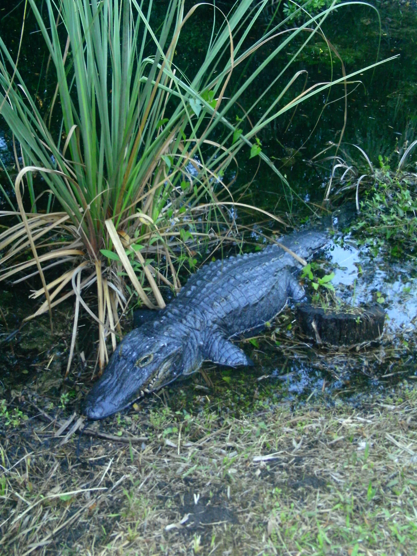 Behind the Scenes of "Bikini Swamp Girl Massacre" — Aiden Dillard